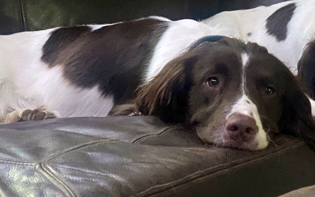 Dogs Rehomed 2023