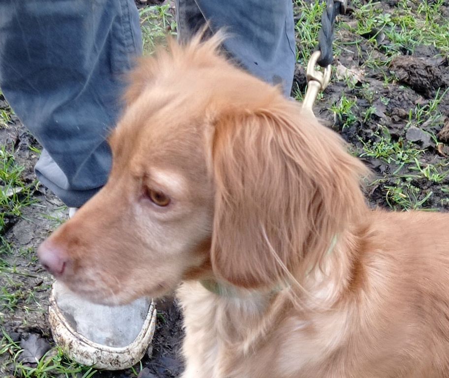 Dogs Rehomed 2023